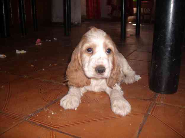 Cachorros cocker bebé - Imagui
