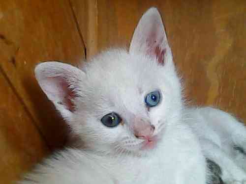 Angora bebés - Imagui