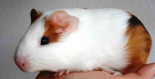 Chanchito de la india bebé - Imagui